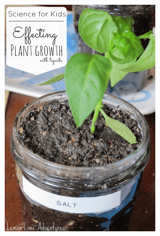 Experiments For Kids Effecting Plant Growth Experiments For Kids Effecting Plant Growth