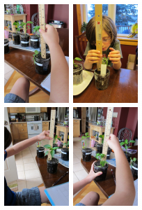 Experiments for Kids | Effecting Plant Growth